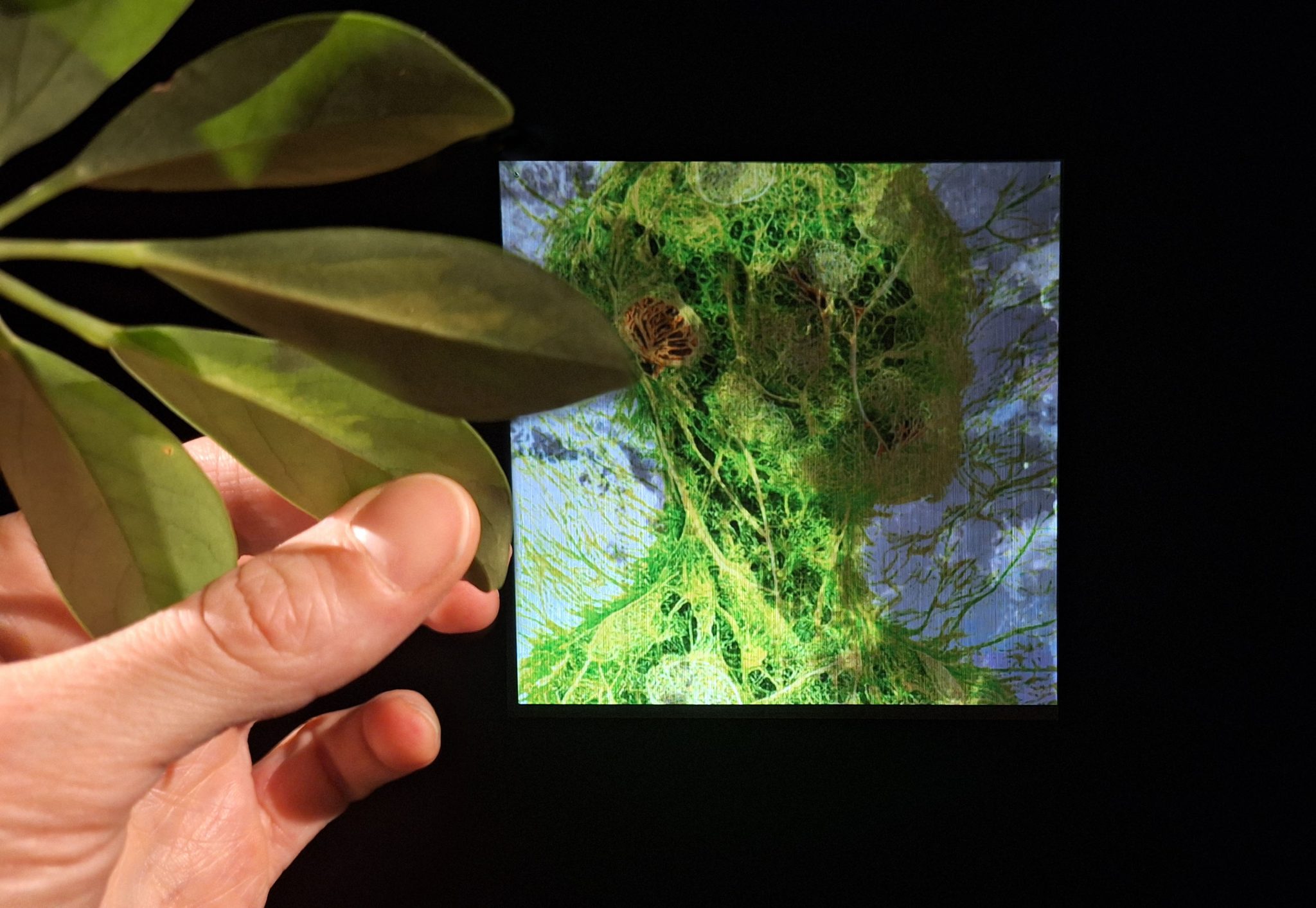 Phytopoiesis - Villa Albertine